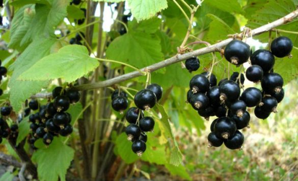 Crna ribizla, čudnovata jestiva, ali i lekovita biljka | Seoski Poslovi ...